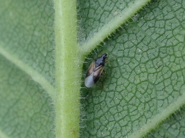 Beneficial insectaries - The Pro Farmer