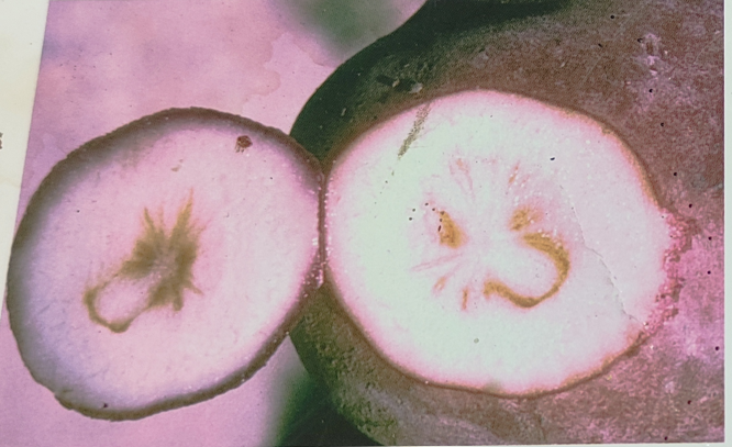 Growing Potatoes: A Step-by-Step Process guide - The Pro Farmer
